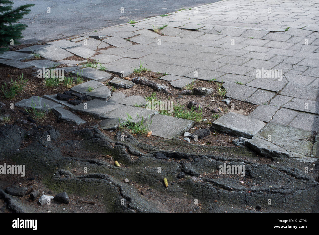 Tree roots damage pavement hi-res stock photography and images - Alamy