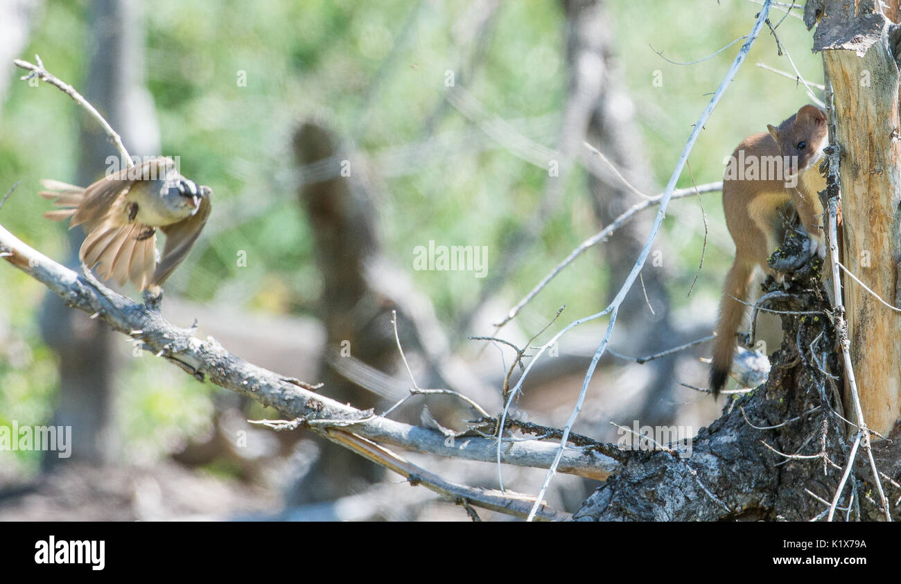 Bear weasel hi-res stock photography and images - Alamy
