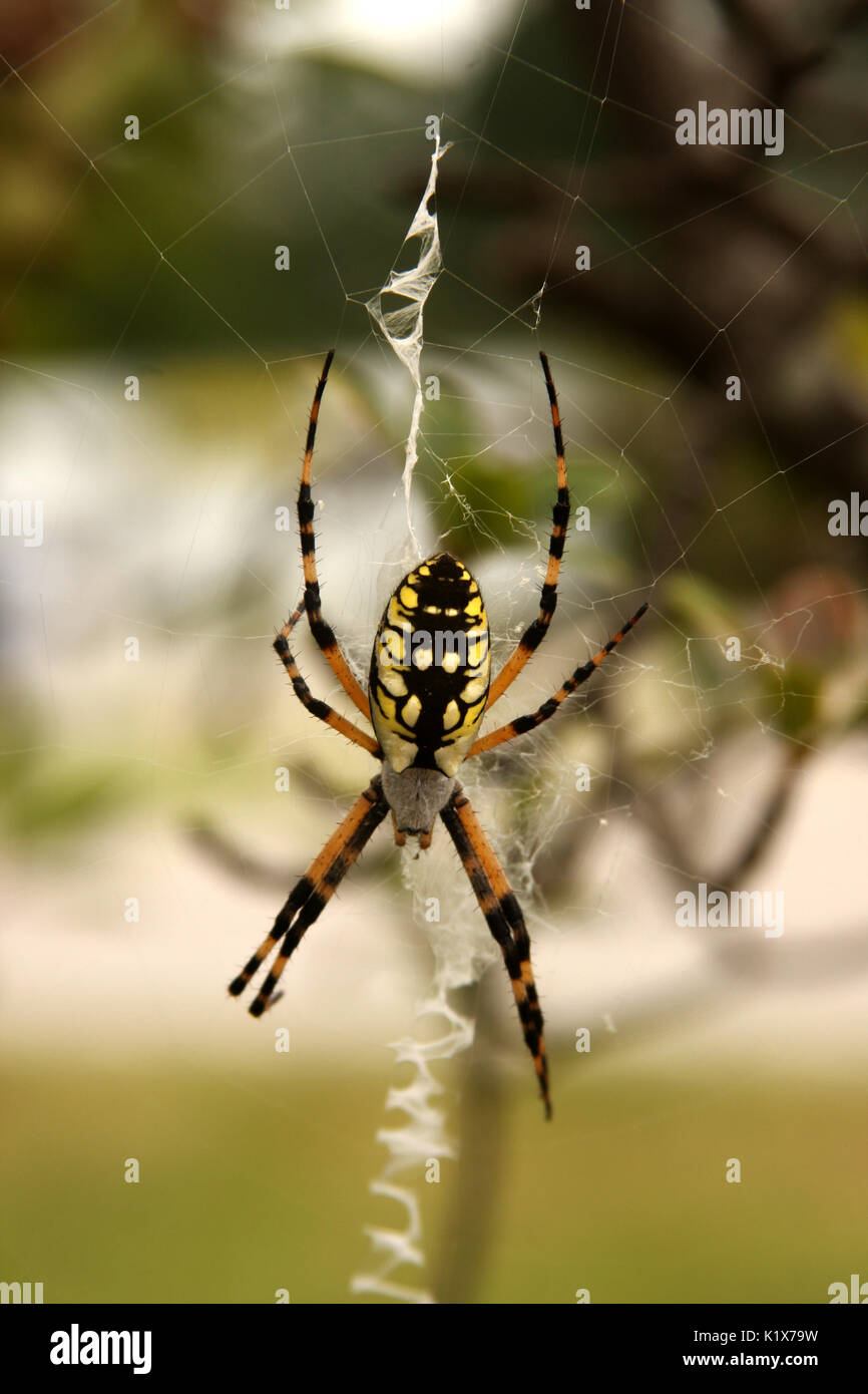 Corn spider hi-res stock photography and images - Alamy