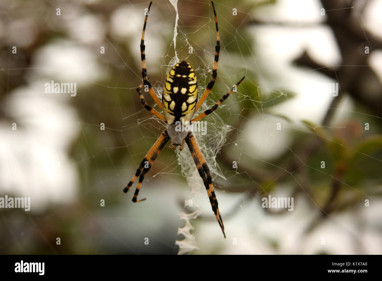 Corn spider hi-res stock photography and images - Alamy