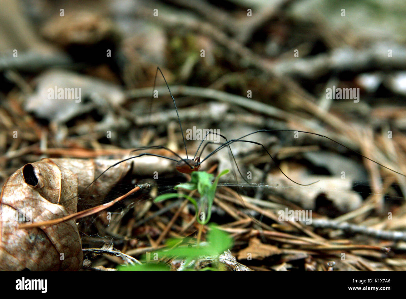 Carpenter spider hi-res stock photography and images - Alamy