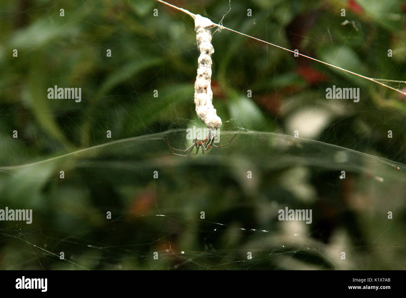 Spider with captured prey wrapped in thread Stock Photo - Alamy