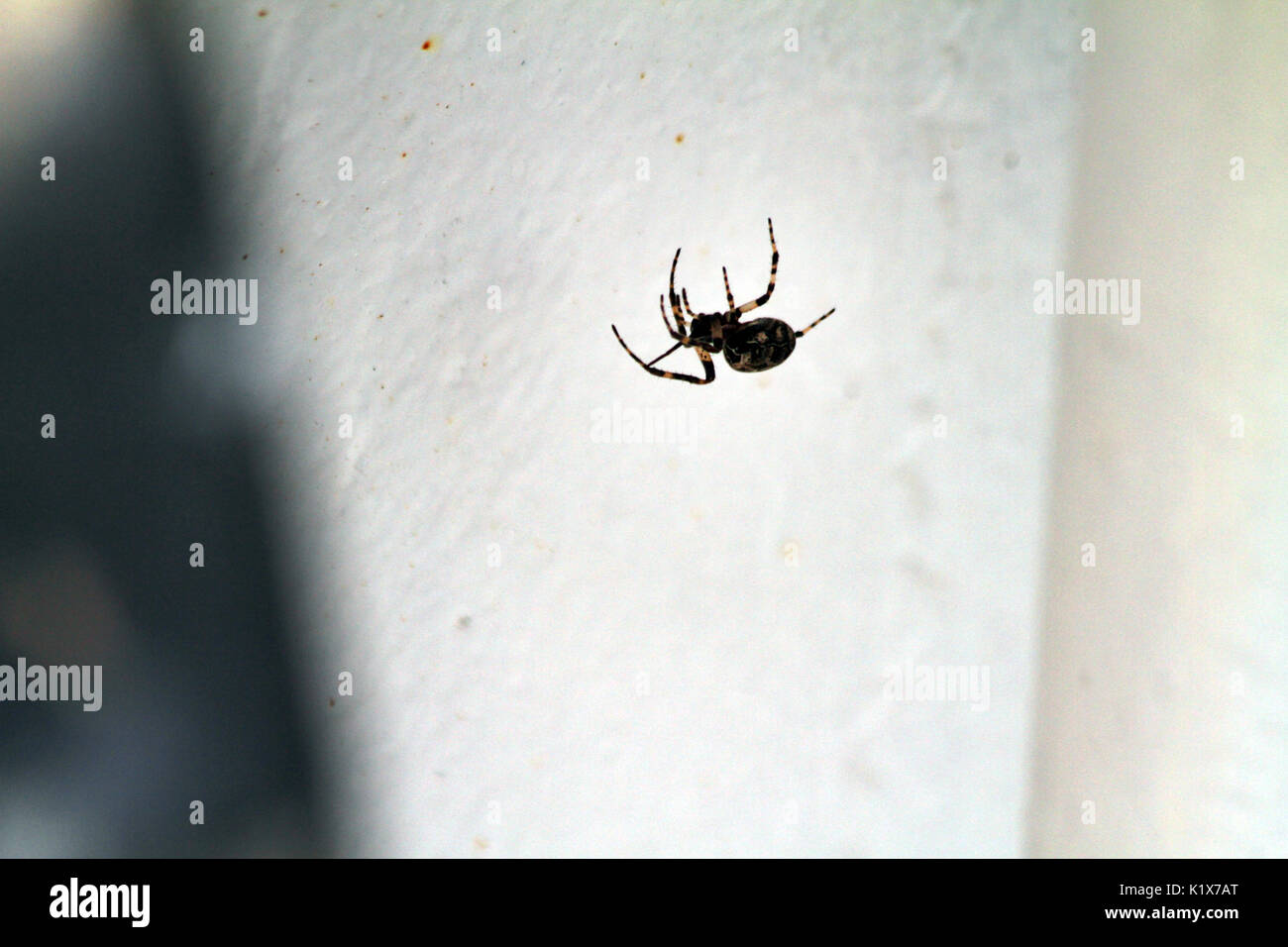 Black widow spider hanging on thread Stock Photo - Alamy