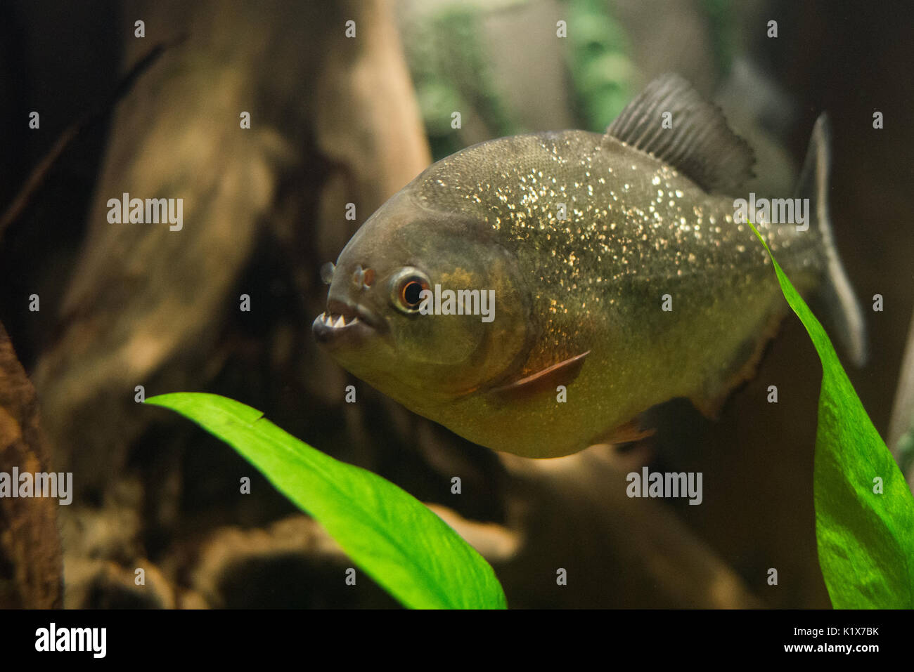 close up on piranha fish Stock Photo - Alamy