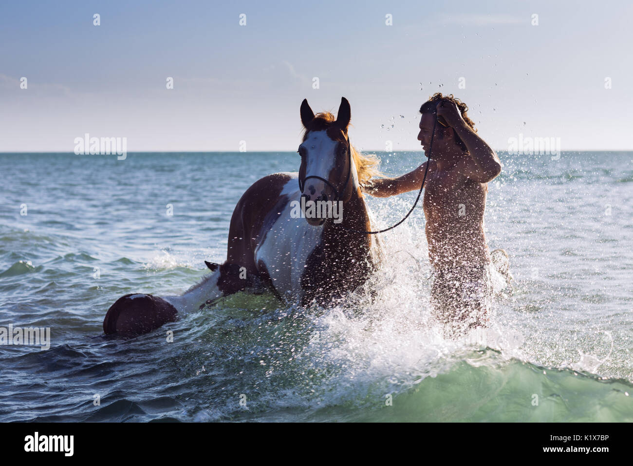 Horse litter hi-res stock photography and images - Alamy