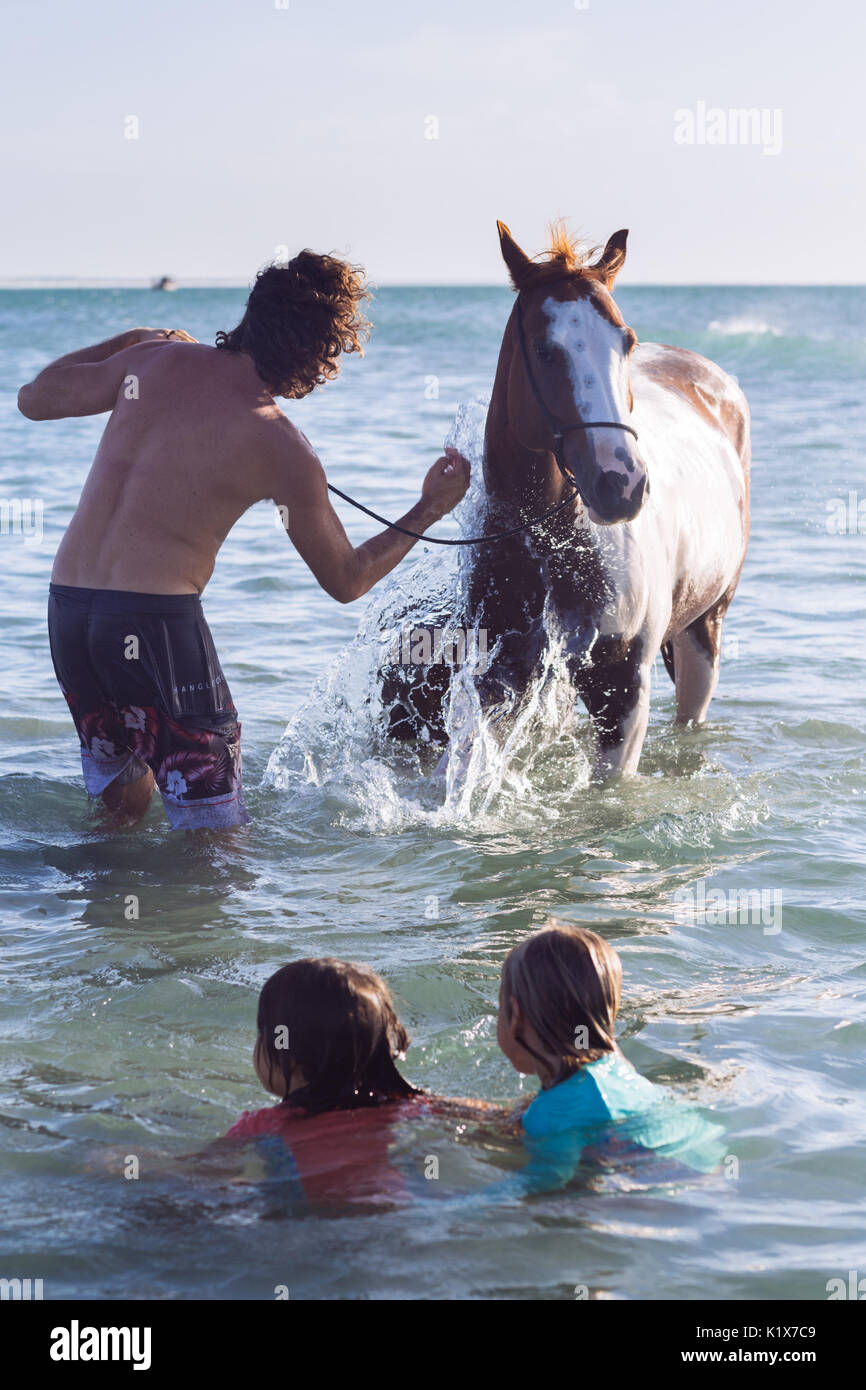 Horse litter hi-res stock photography and images - Alamy