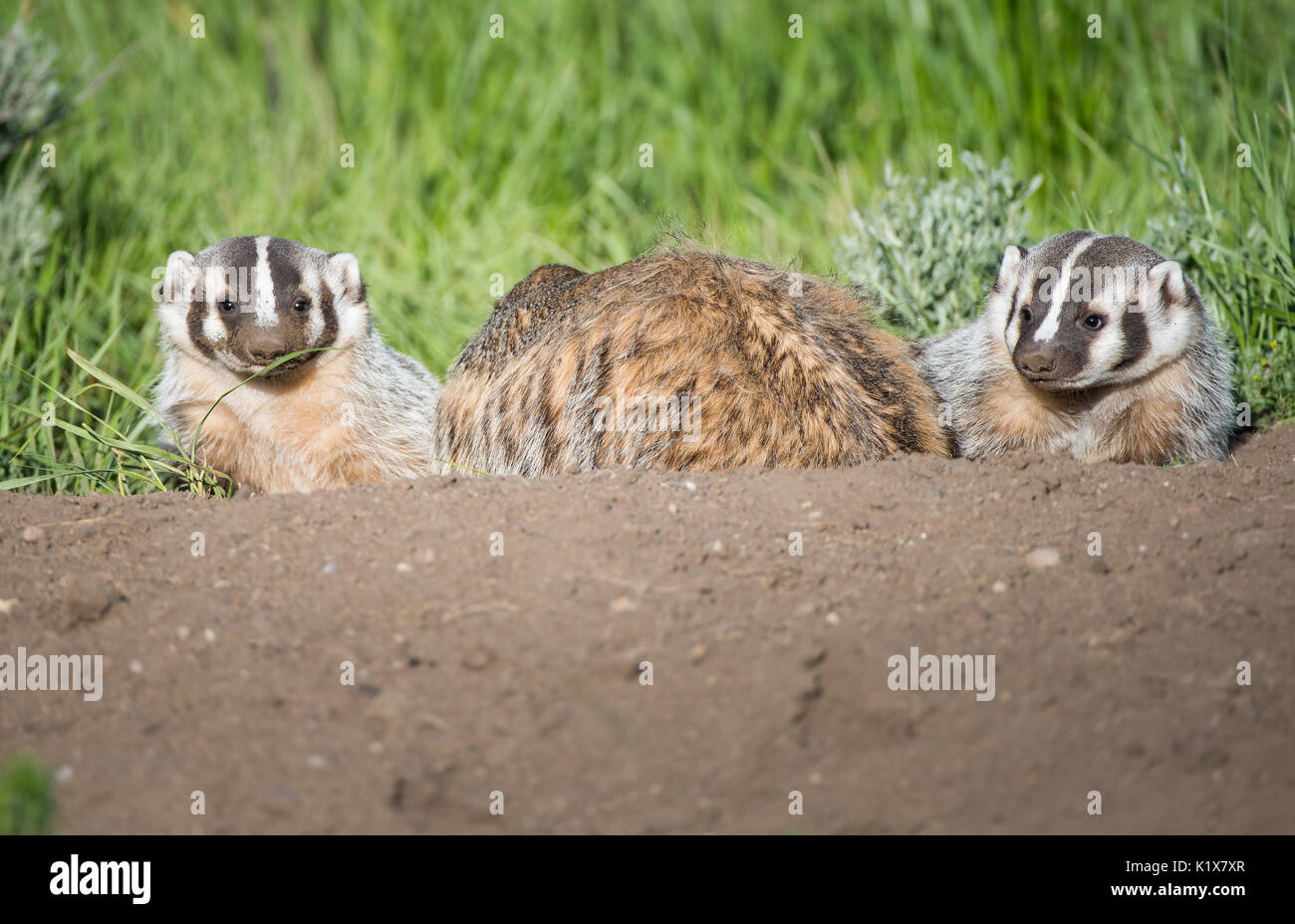 Baby Badger Stock Photos & Baby Badger Stock Images - Alamy