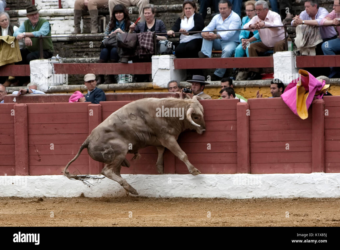 Bull about 650 Kg galloping in the sand right when I just got out of ...