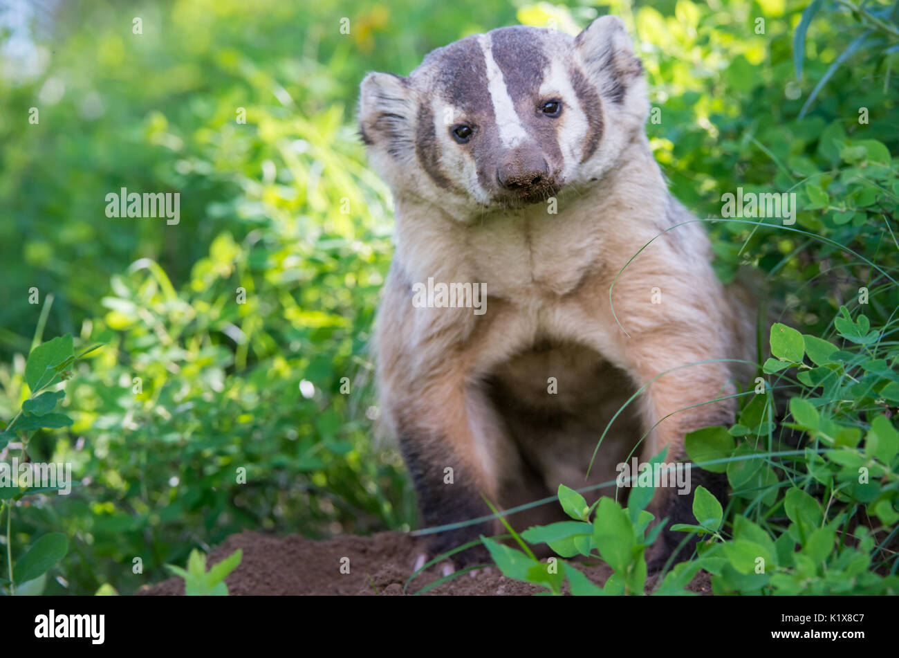 Yellowstone badger hi-res stock photography and images - Alamy