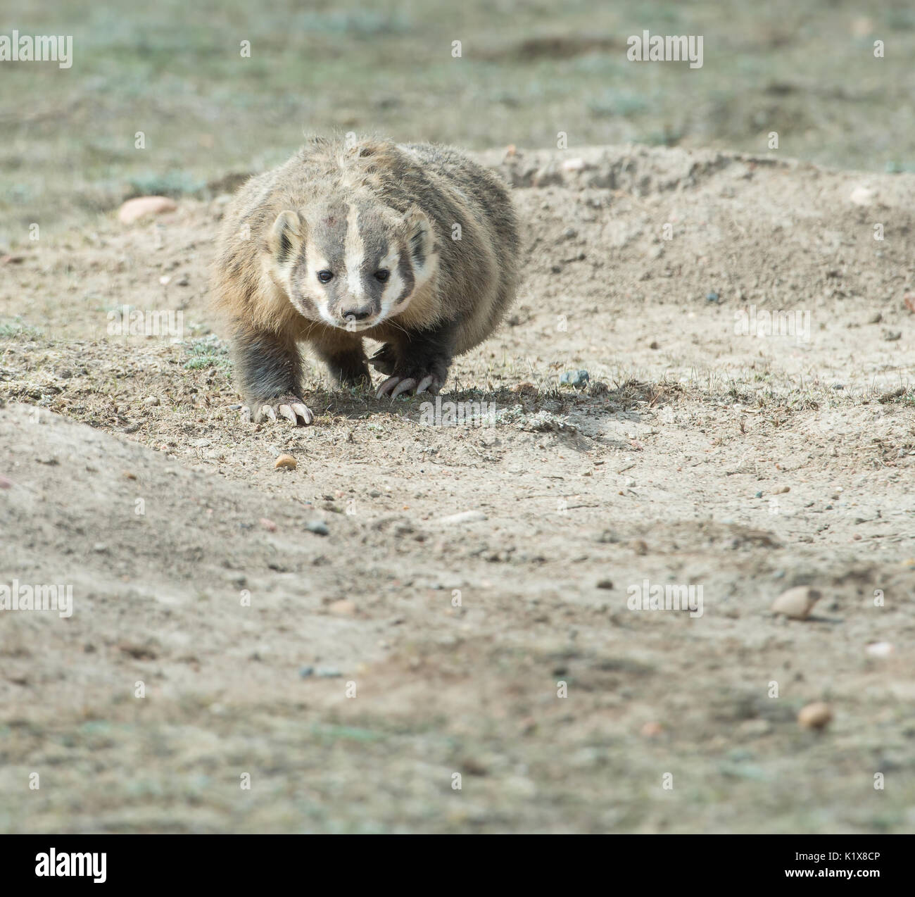 Bear weasel hi-res stock photography and images - Alamy