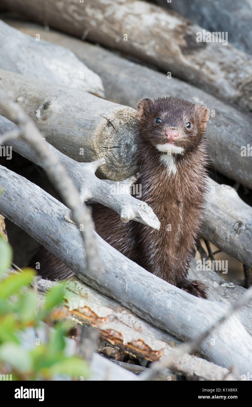 Mink in Hinton, Alberta Stock Photo - Alamy