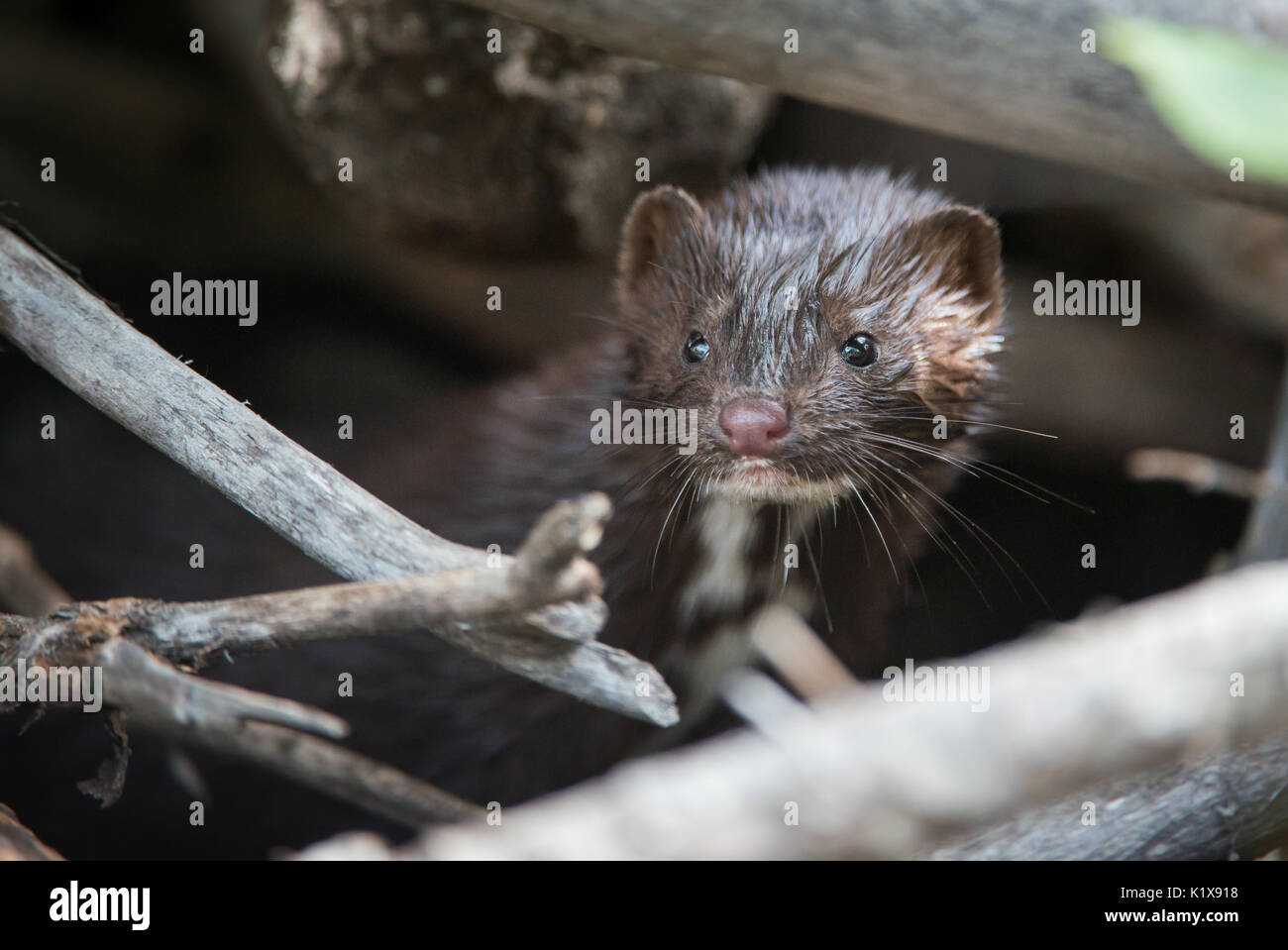 Bear weasel hi-res stock photography and images - Alamy