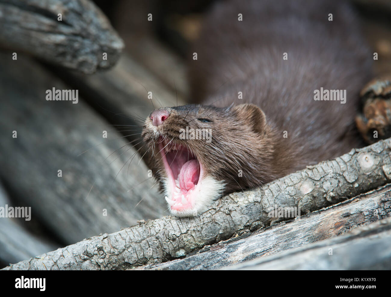 Baby Weasel High Resolution Stock Photography and Images - Alamy