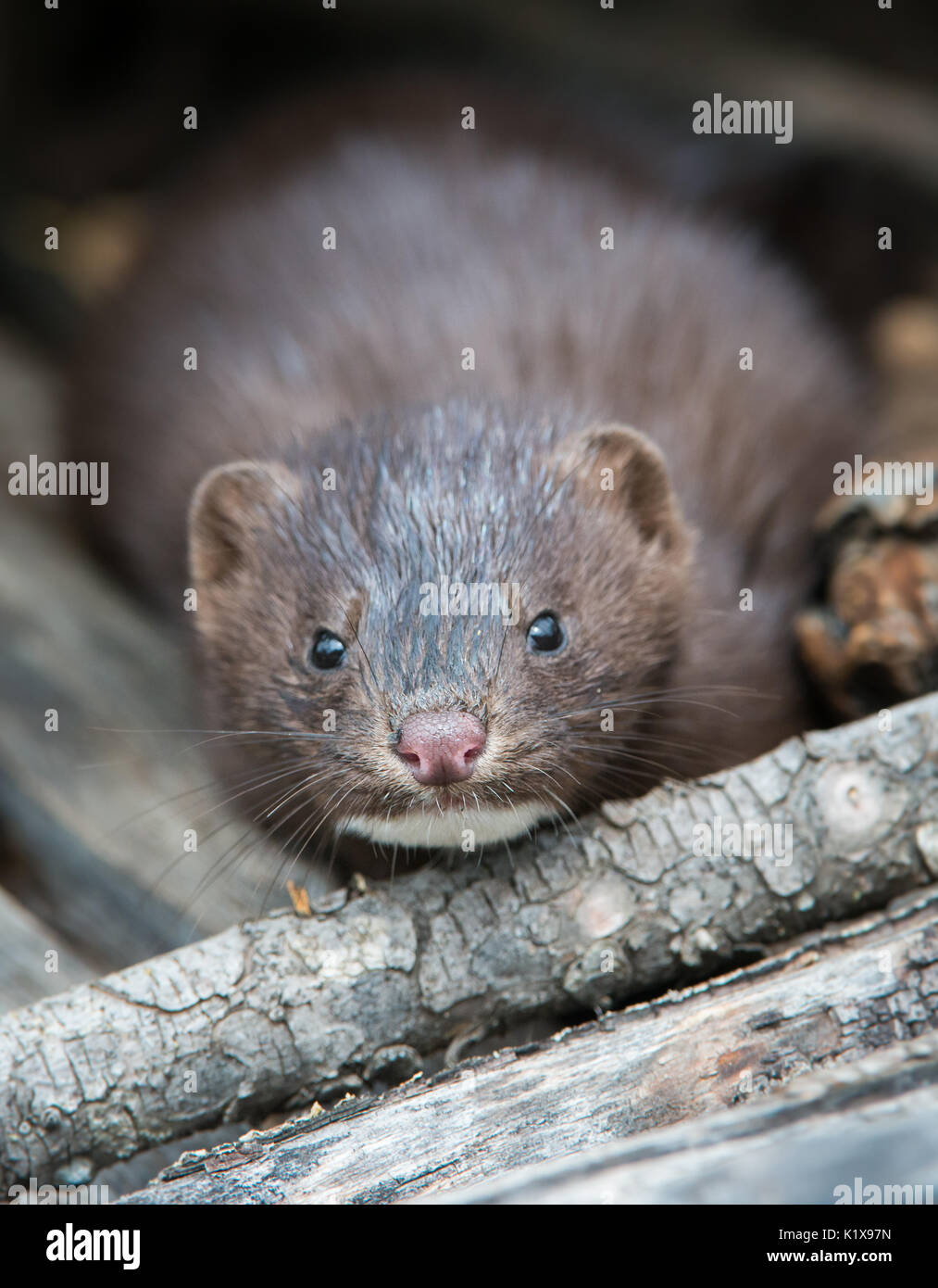 Mink nature wildlife photography hi-res stock photography and images ...