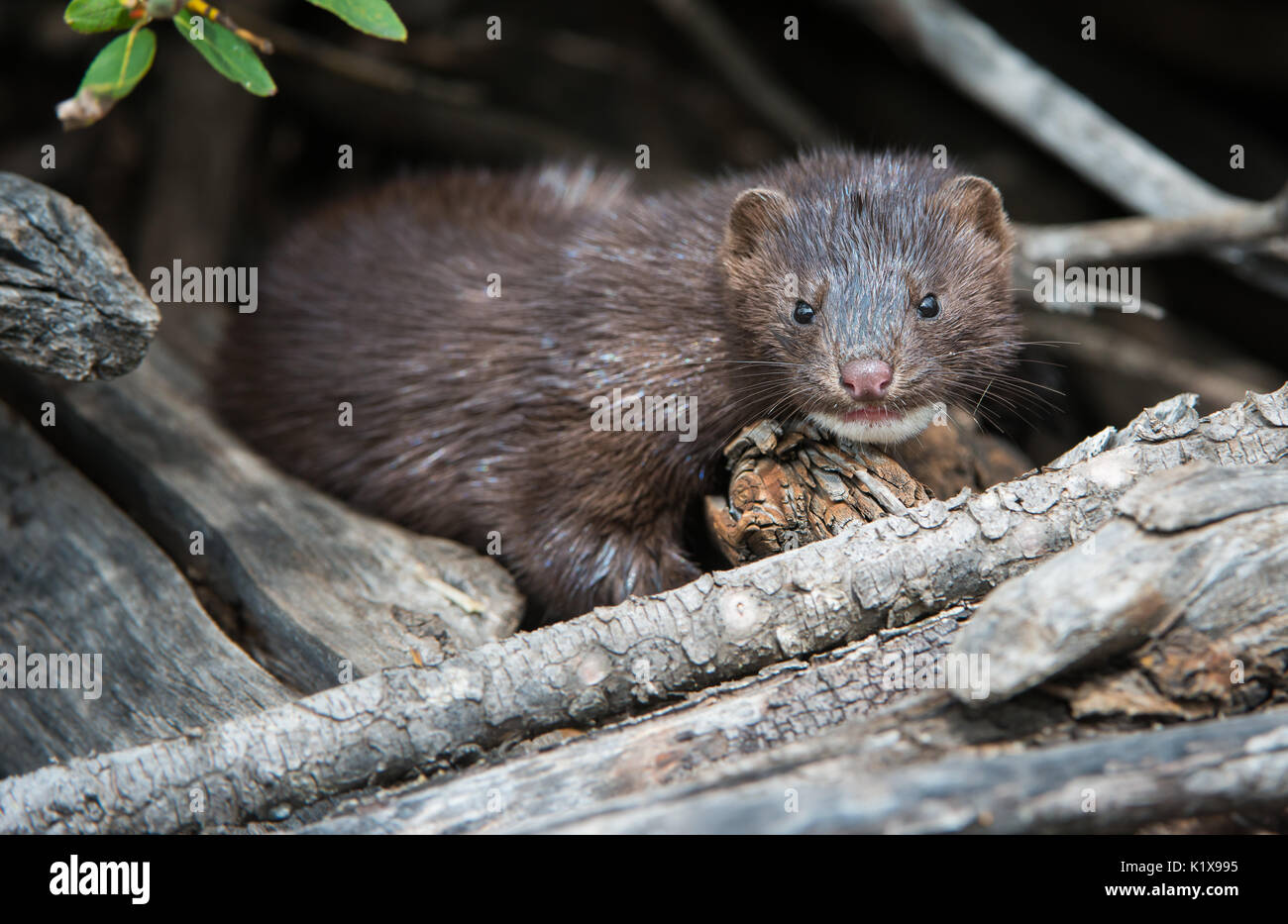 Bear weasel hi-res stock photography and images - Alamy