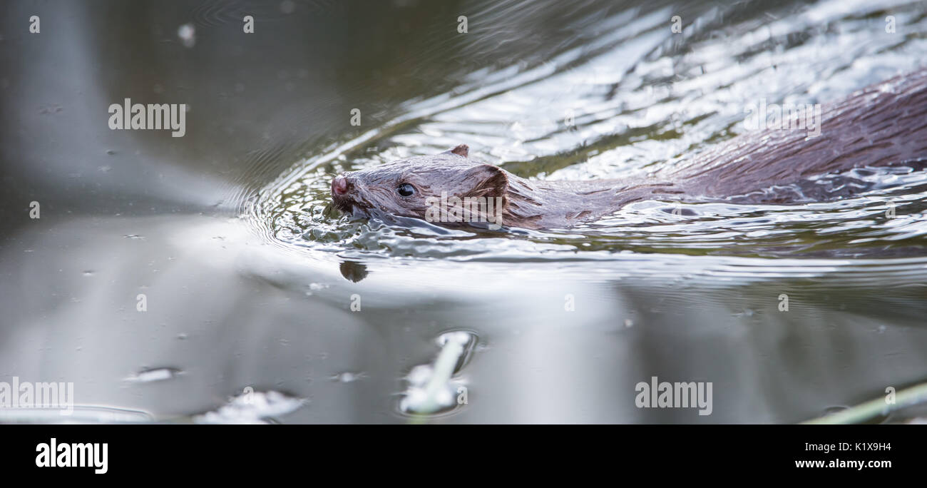 Swimming mink hi-res stock photography and images - Alamy
