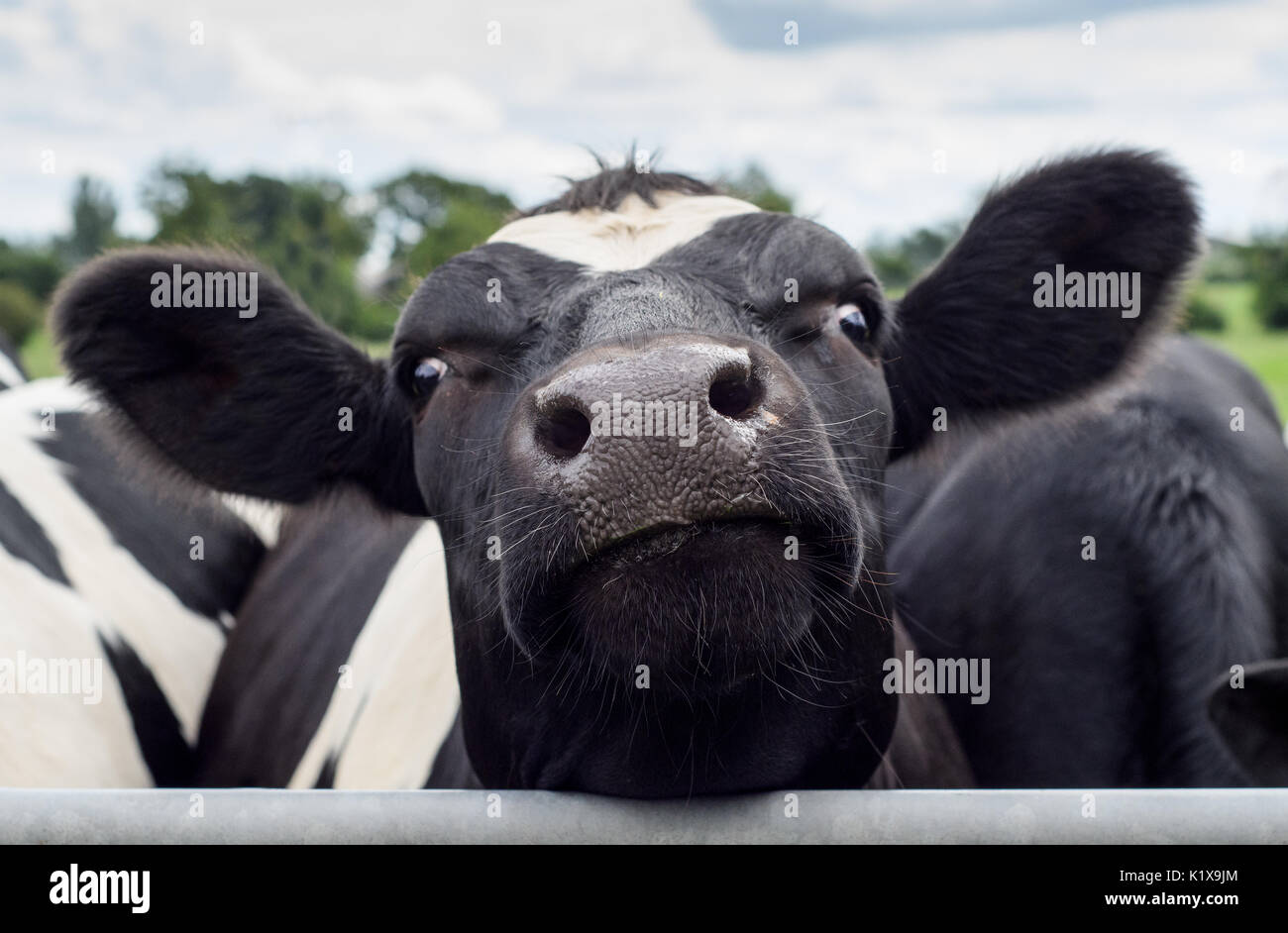 A close up of a black and white dairy cow looking over a gate in a ...