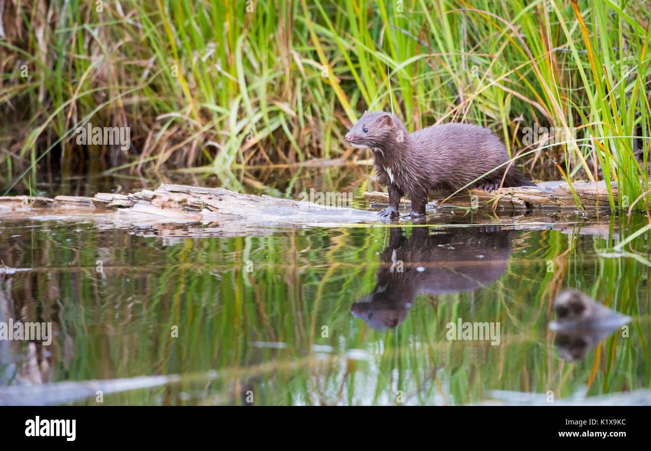 Weasel in grass hi-res stock photography and images - Alamy