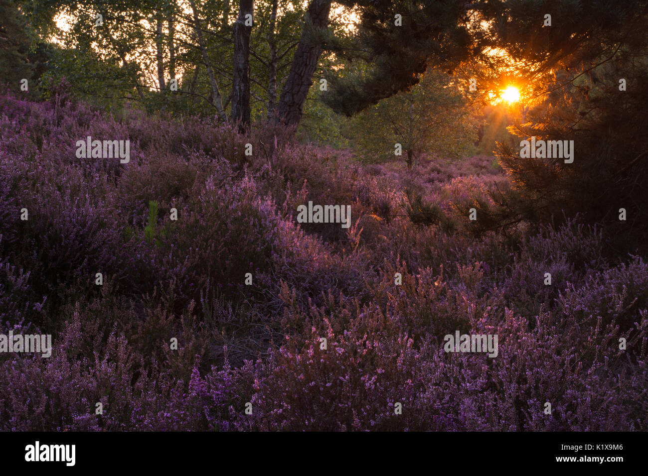 Sun setting over purple heather at Witley Common in Surrey, UK, in late ...