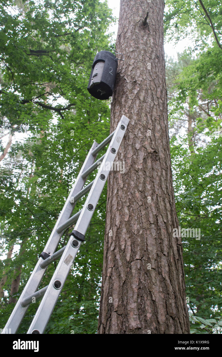 Bat boxes hi-res stock photography and images - Alamy