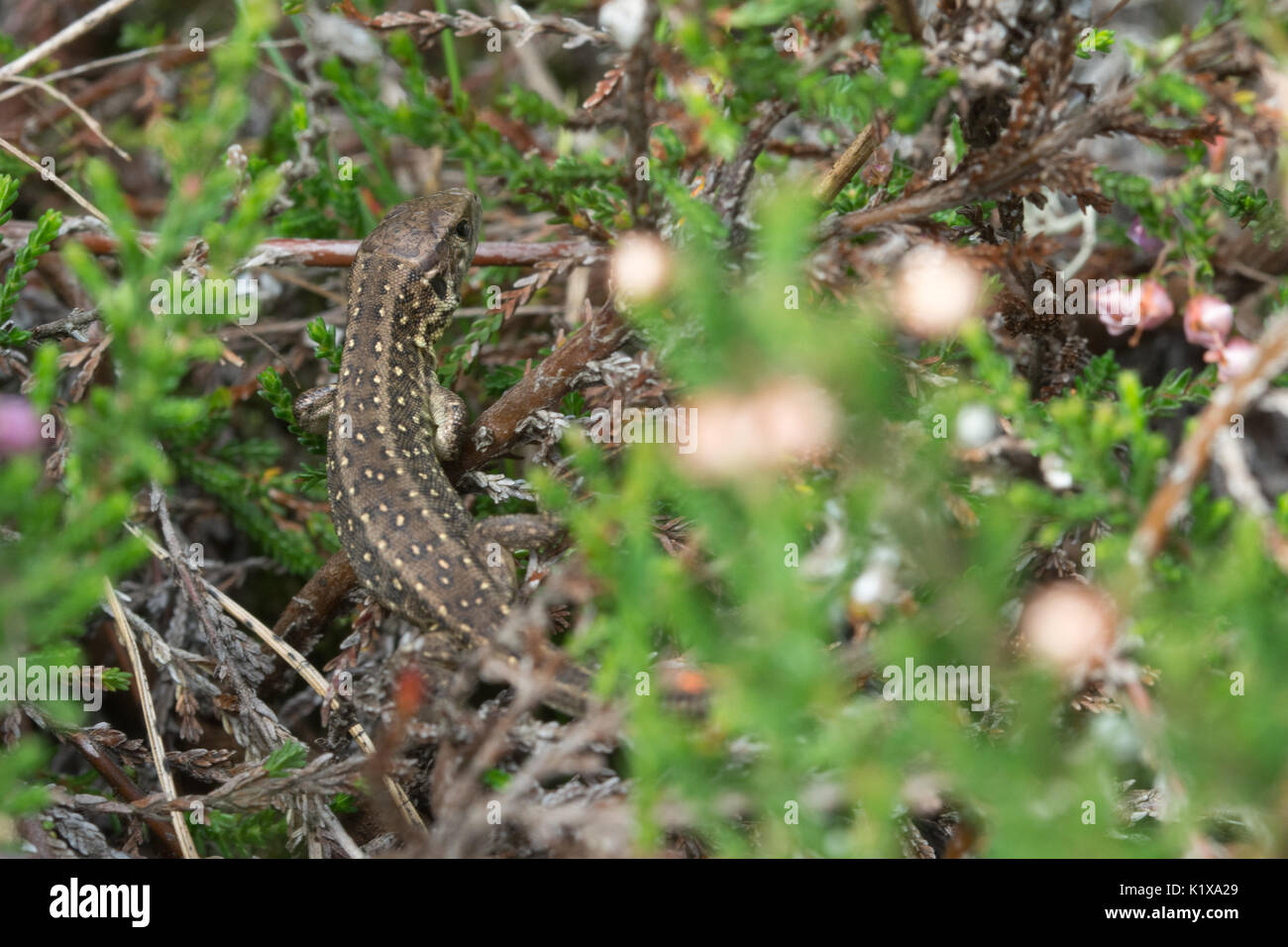 Sand lizard (Lacerta agilis) hatchling (juvenile) among heather in ...