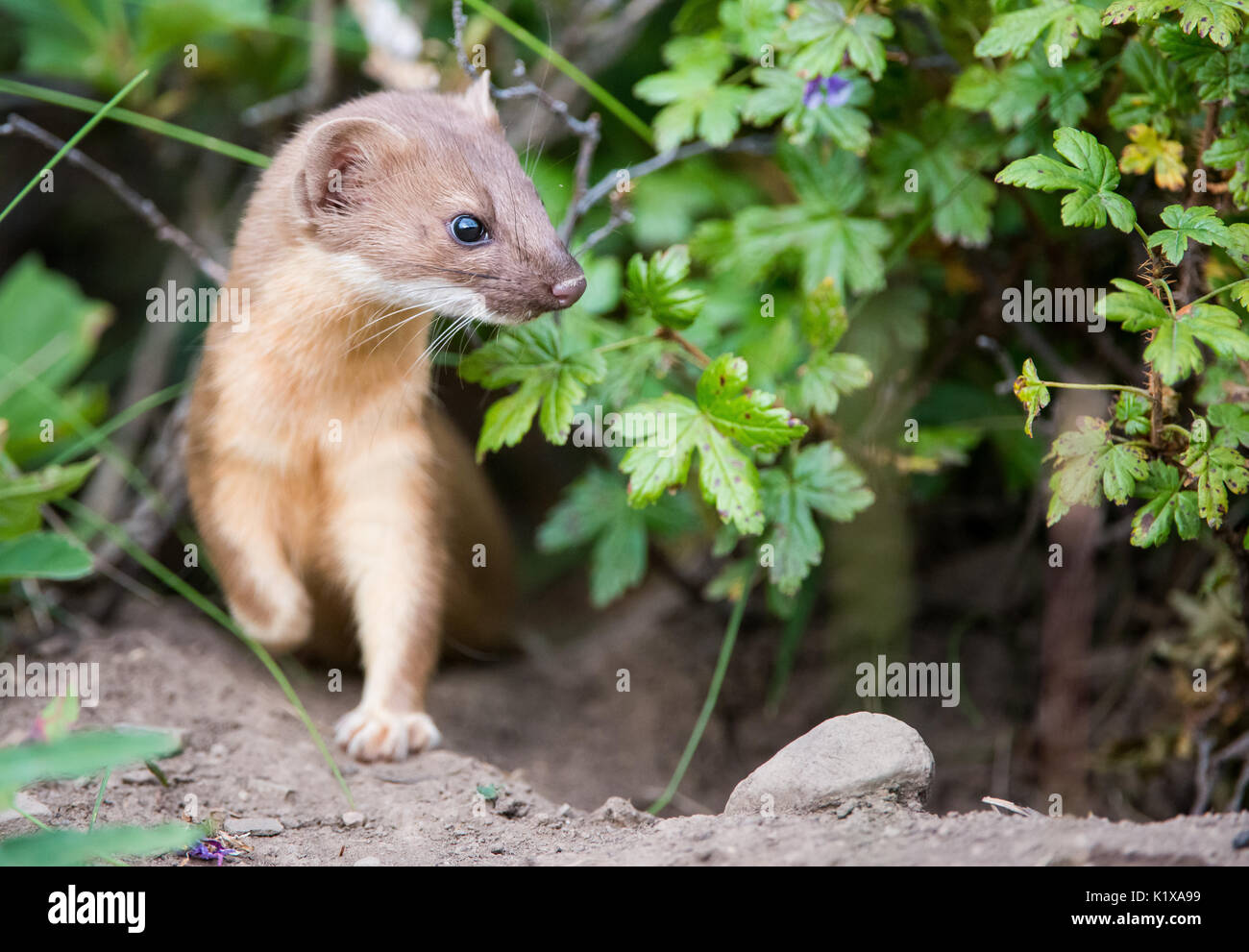 Long tailed weasel hi-res stock photography and images - Alamy