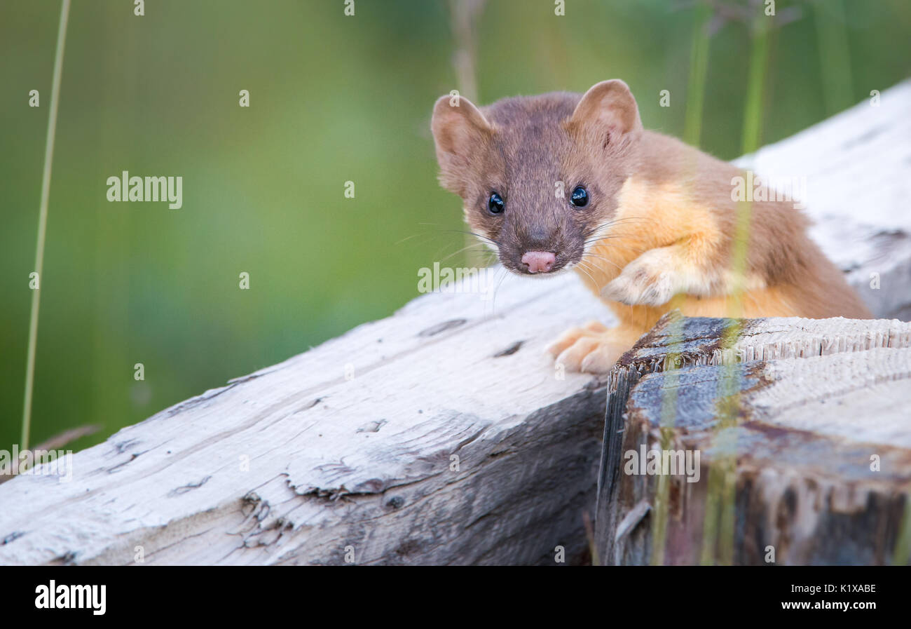 Long tailed weasel hi-res stock photography and images - Alamy