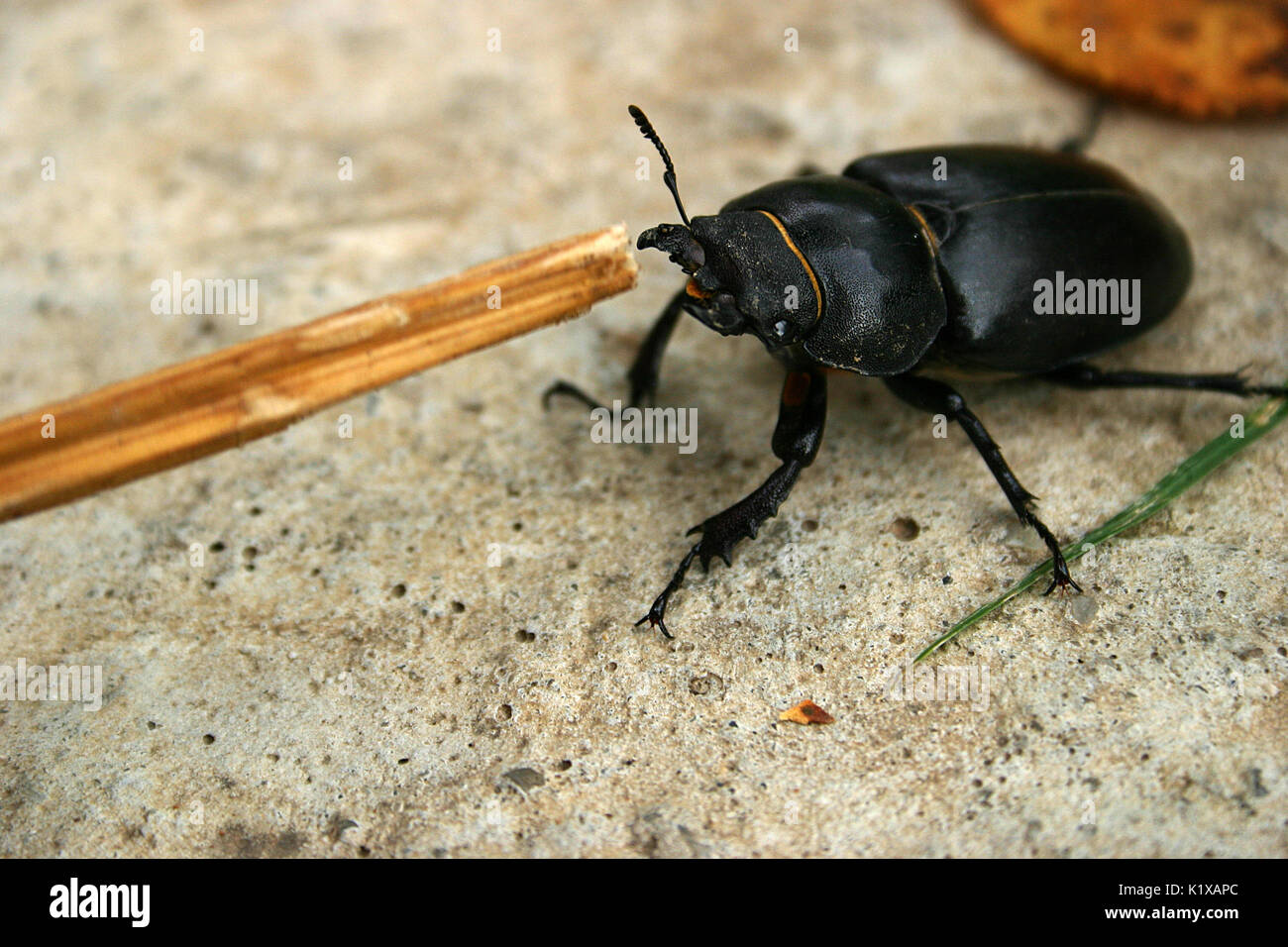 Female stag beetle Stock Photo - Alamy