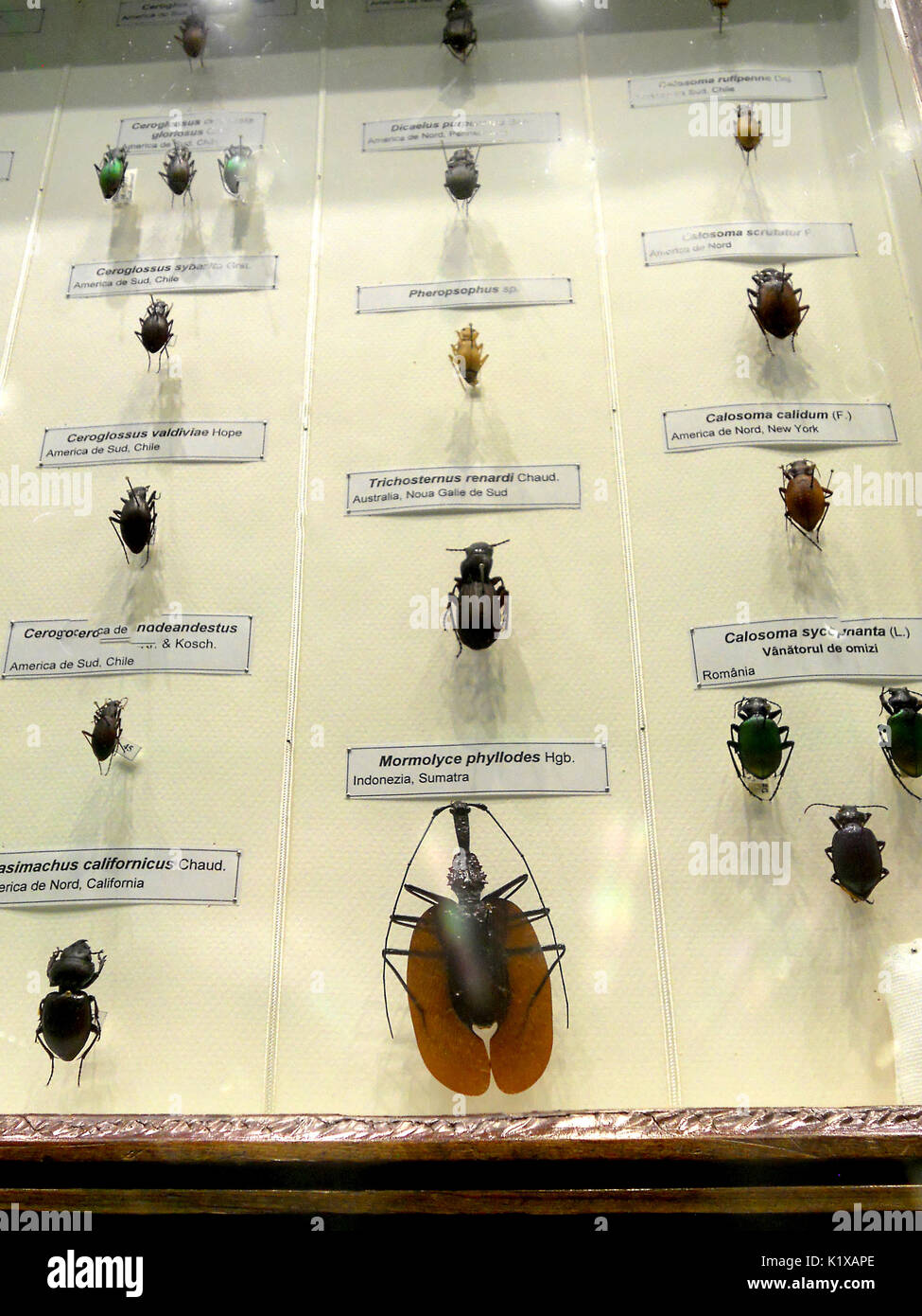 Beetle display at museum of natural history Stock Photo - Alamy