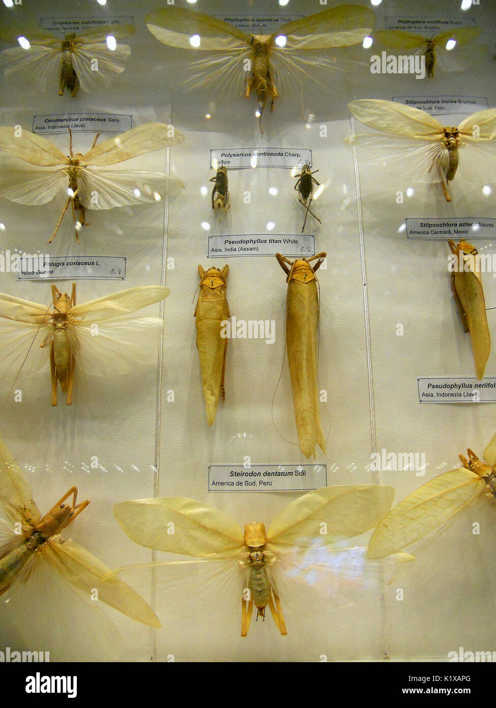 Exotic locust display at museum of natural history Stock Photo - Alamy