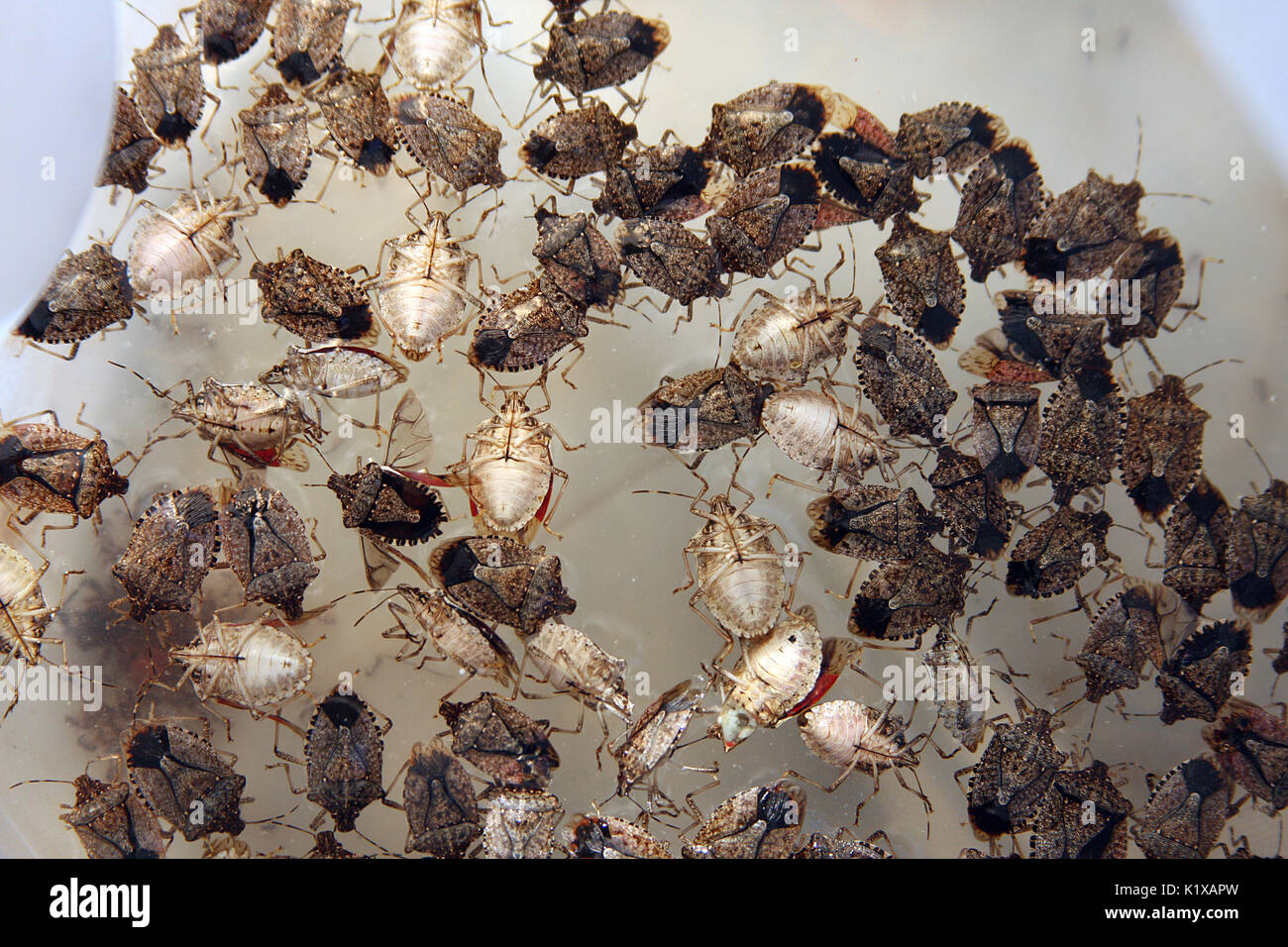 Brown marmorated stink bugs hi-res stock photography and images - Alamy
