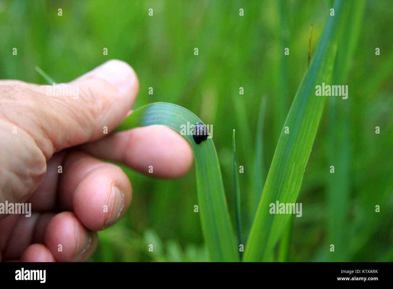 Virginia, USA. Deer fly or horse fly egg mass on grass blade Stock ...