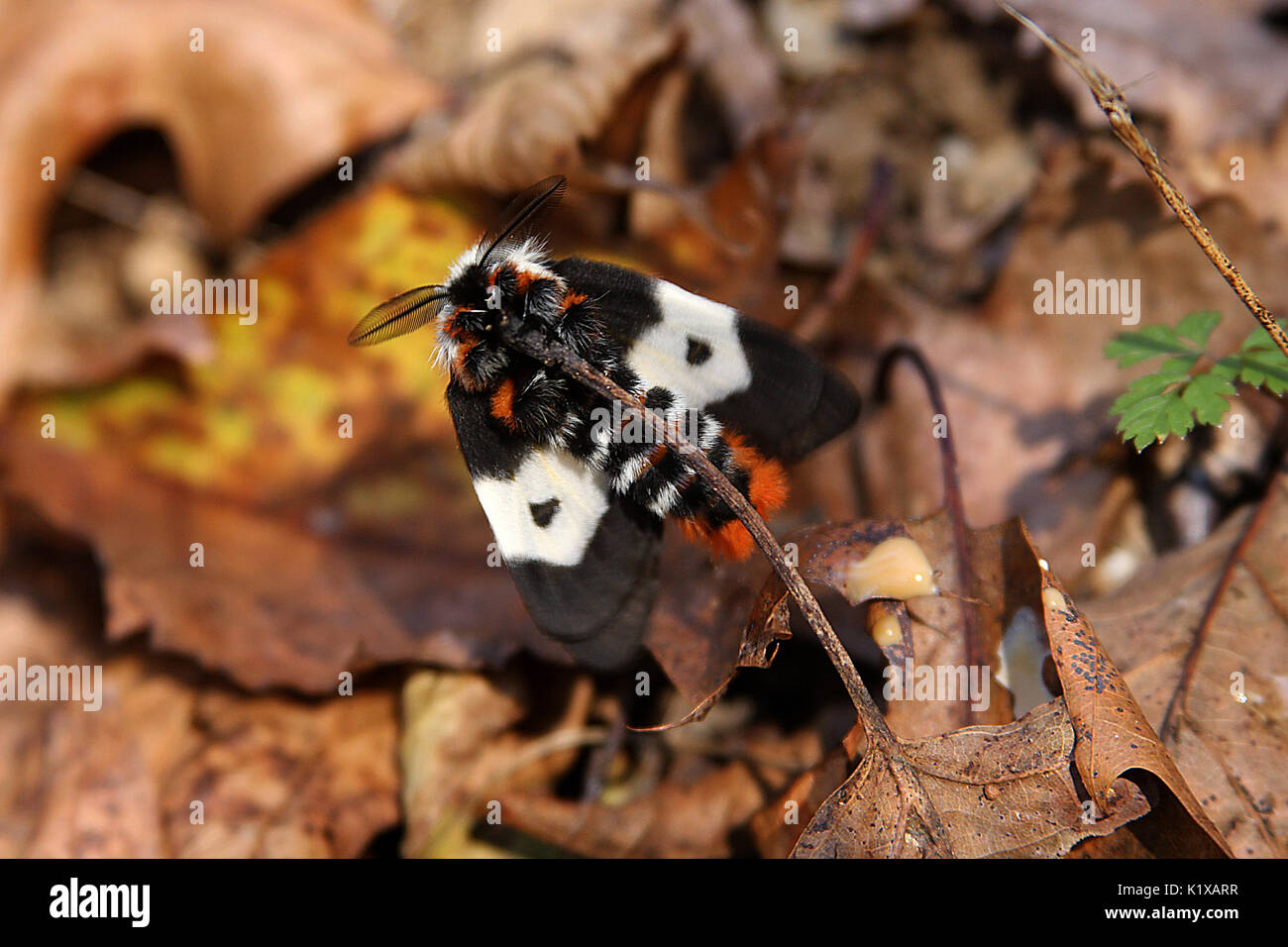 Colorful furry moth in Virginia Stock Photo - Alamy