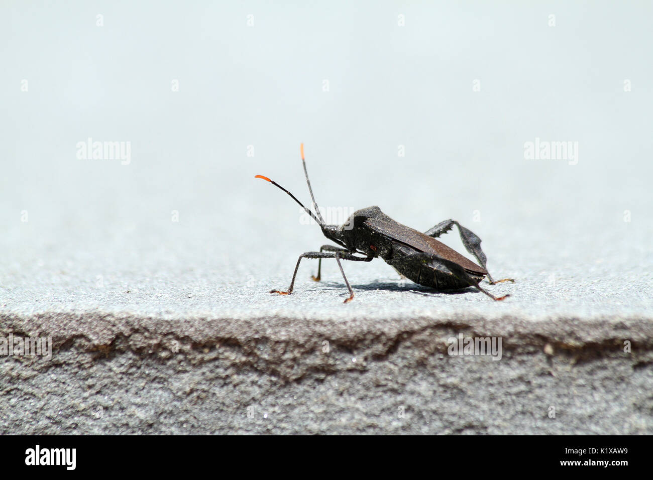 Adult wheel bug/ assassin bug Stock Photo - Alamy