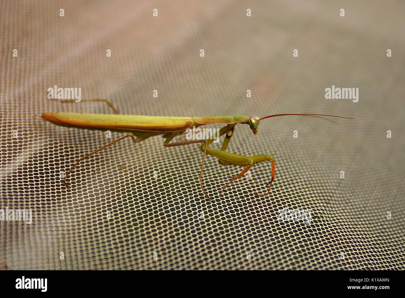 Green Praying Mantis on window screen Stock Photo - Alamy