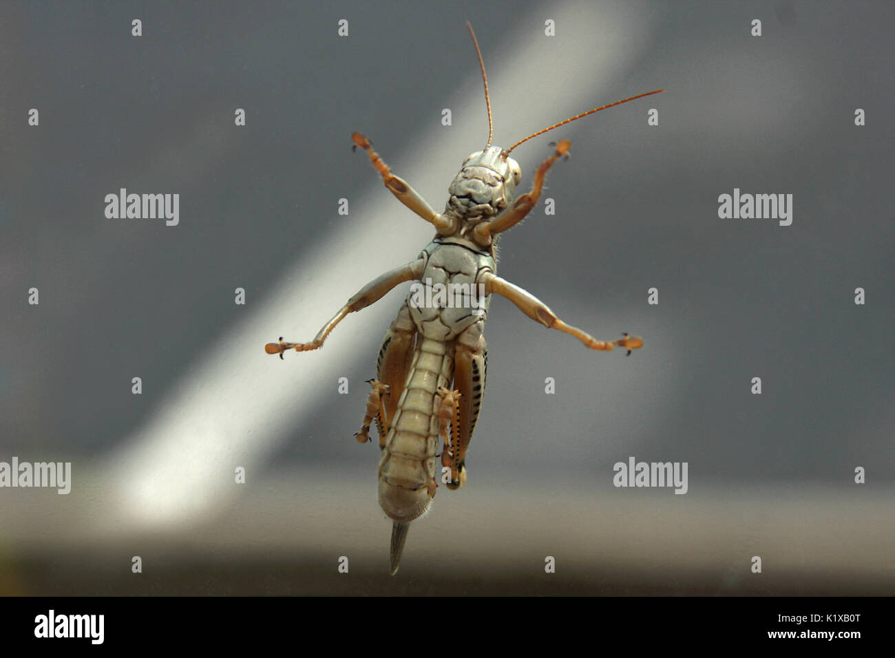 Grasshopper parts hi-res stock photography and images - Alamy