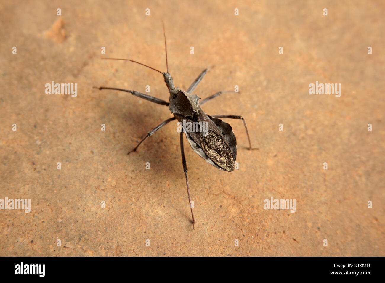Adult wheel bug/ assassin bug Stock Photo - Alamy