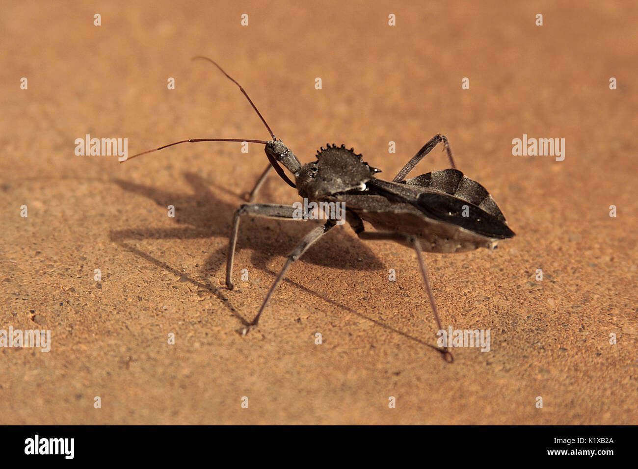 Adult wheel bug/ assassin bug Stock Photo - Alamy
