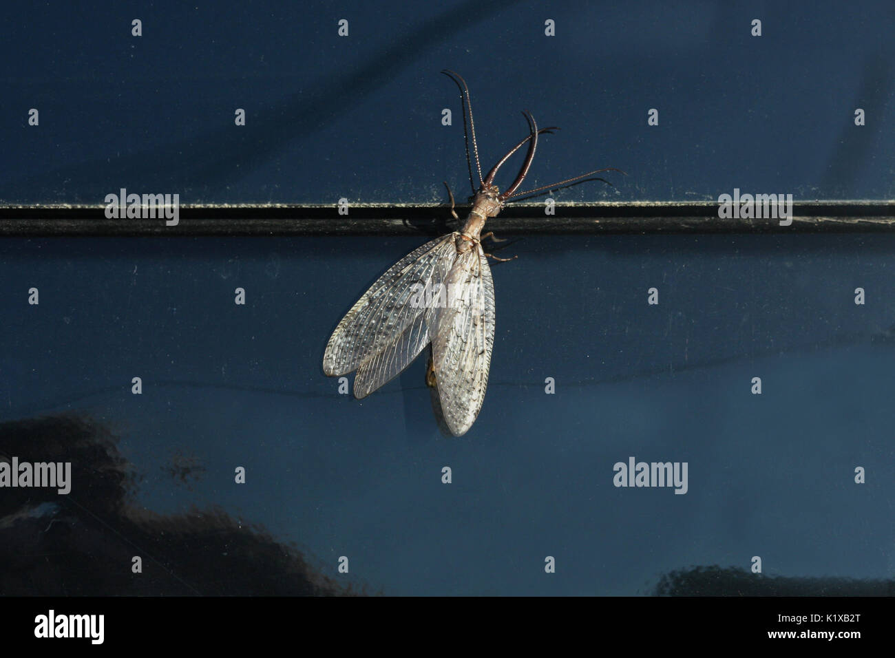 Protohermes grandis hi-res stock photography and images - Alamy