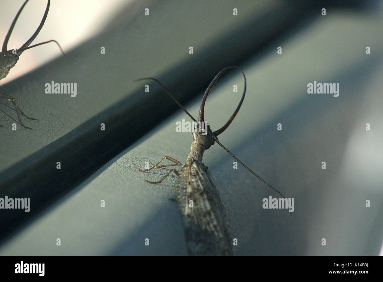 Dobsonfly hi-res stock photography and images - Alamy
