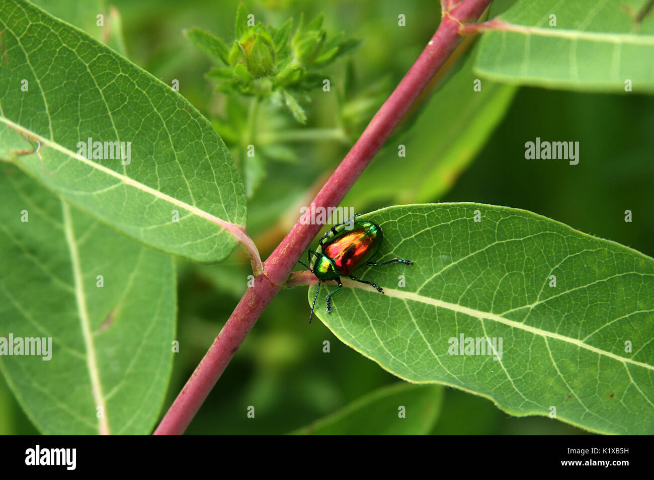 Japanese beetle on small tree Stock Photo - Alamy