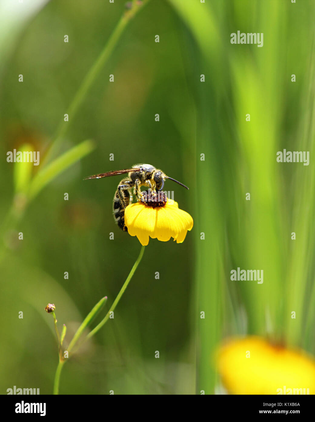 Scoliid Wasp pollenating Coreopsis wildflower on a hot summer morning ...