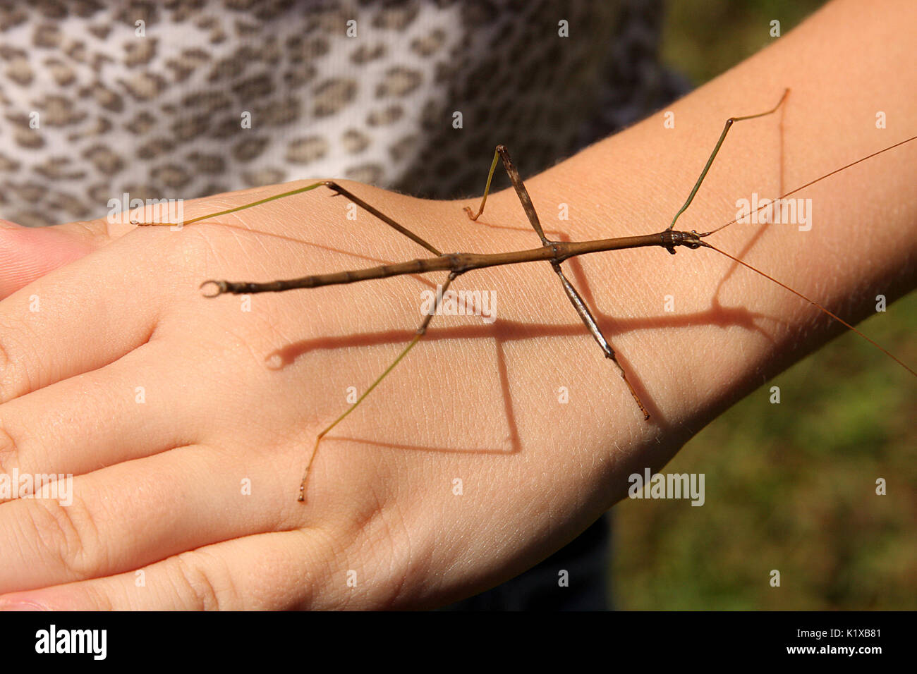 Walking stick insect hi-res stock photography and images - Alamy