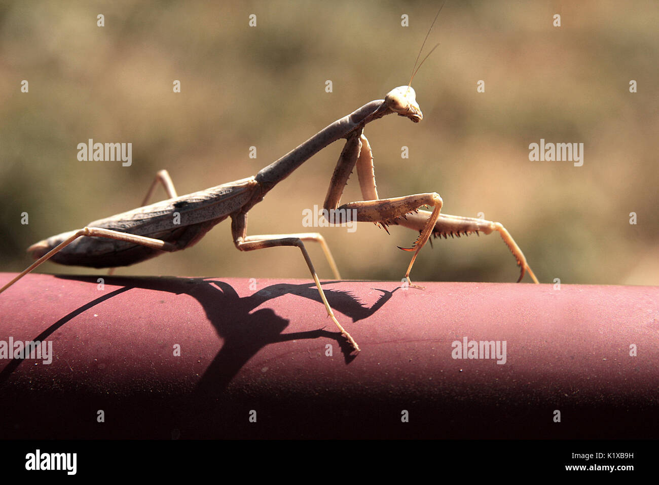 Praying mantis wings hi-res stock photography and images - Alamy