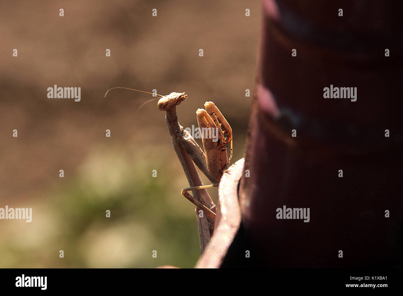 Praying mantis wings hi-res stock photography and images - Alamy