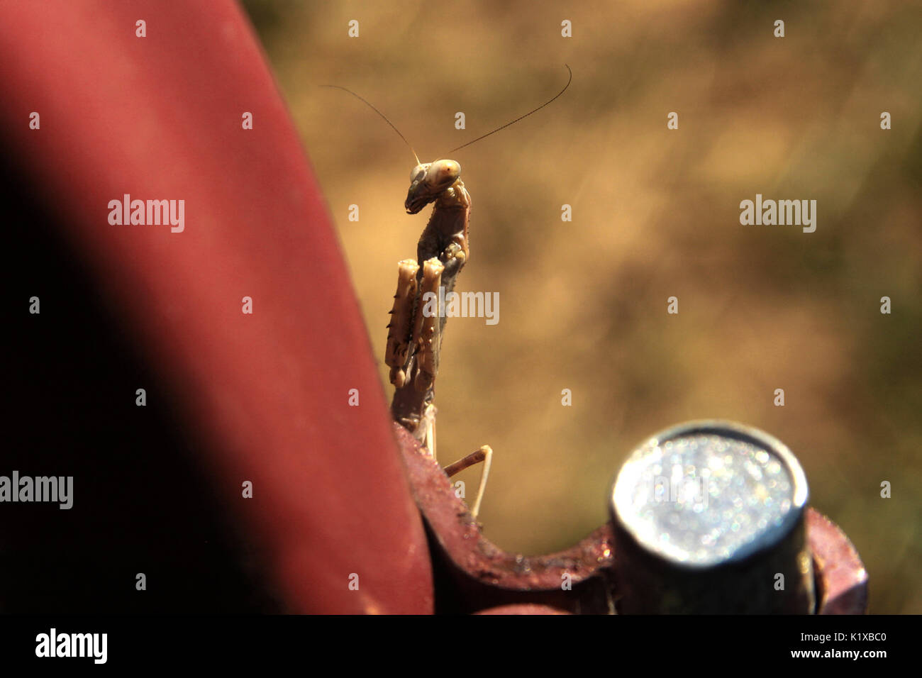 Brown Praying Mantis Stock Photo - Alamy