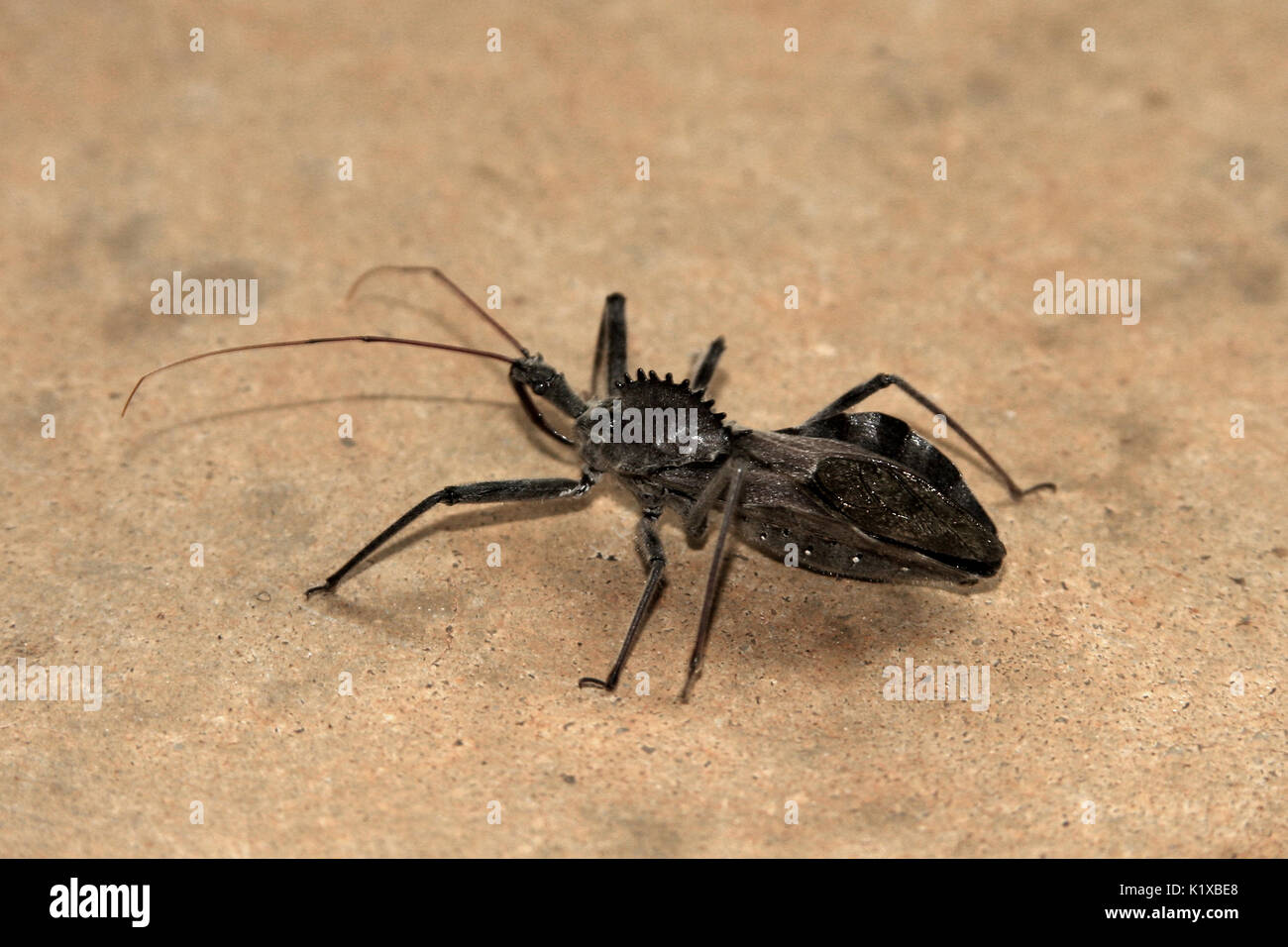 Adult wheel bug/ assassin bug Stock Photo - Alamy