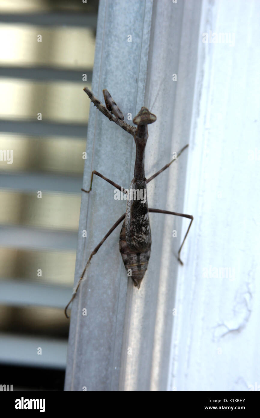 Praying mantis wings hi-res stock photography and images - Alamy