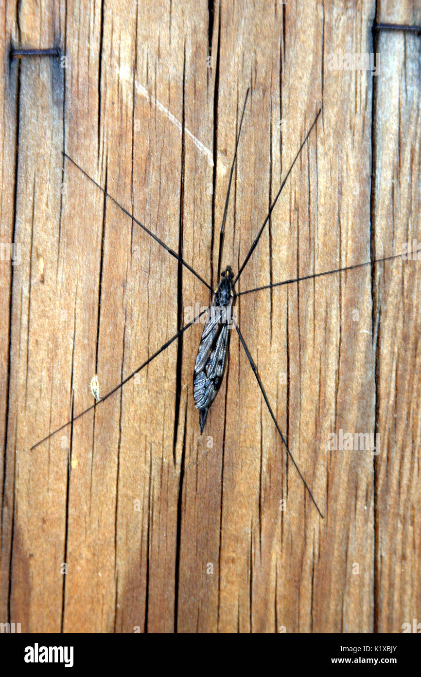 Mosquito resemblance hi-res stock photography and images - Alamy