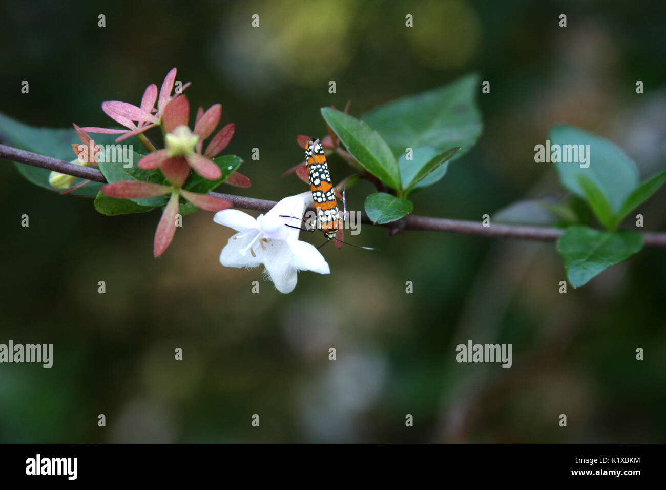 Webworm moth hi-res stock photography and images - Alamy